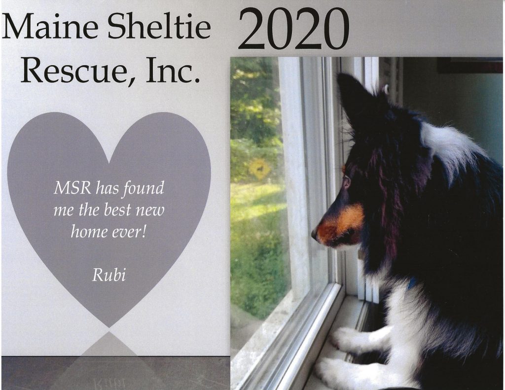 Purchase 2020 Calendar | Maine Sheltie Rescue